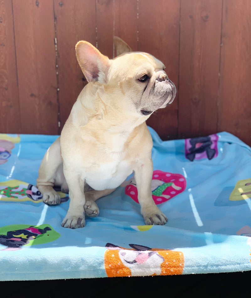 Frenchie Pool Party French Bulldog Beach Towel – French Bulldog Love